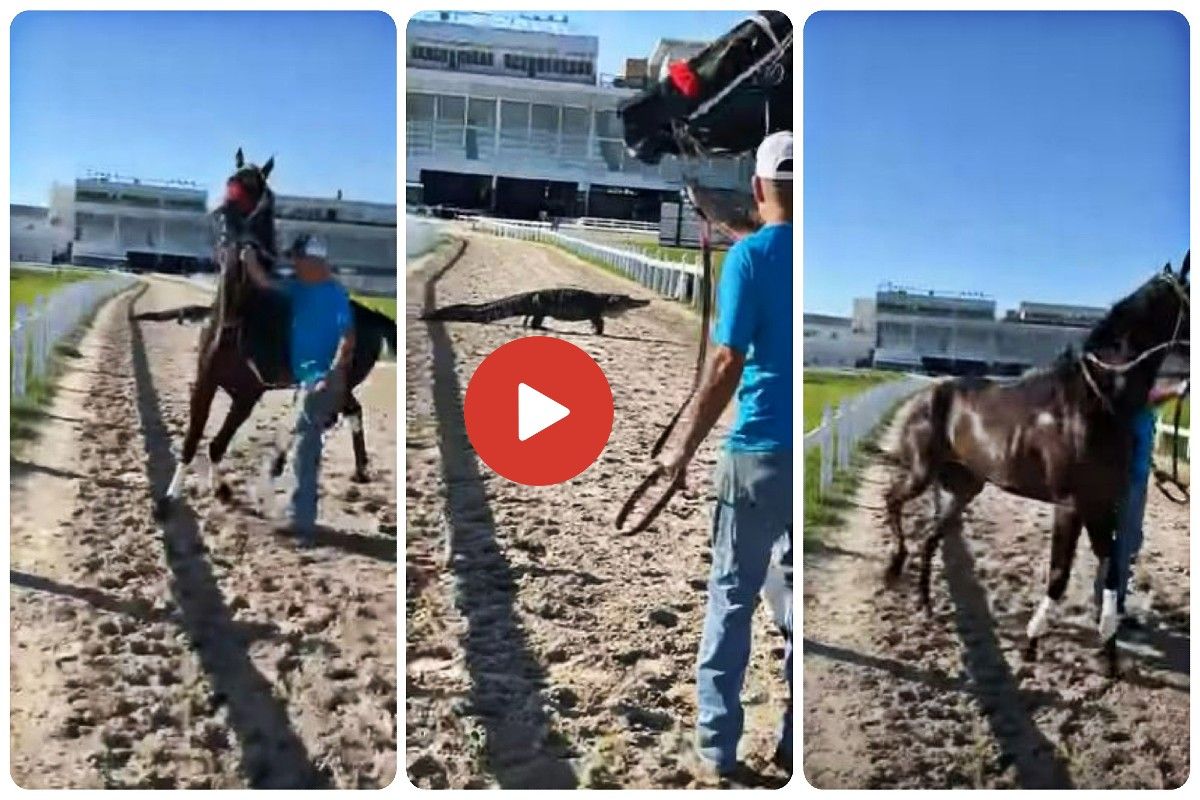 Magarmach Ka Video: मगरमच्छ को देखते ही बुरी तरह से डर गया घोड़ा, रेस ...