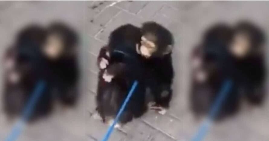 Viral Video: Monkey Brothers Separated in Captivity Have The Most ...