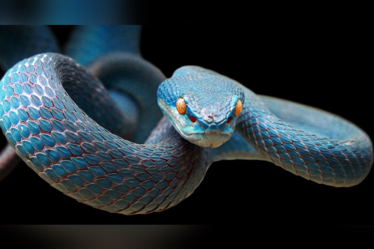 सांपों के बारे में आप भी नहीं जानते होंगे ये इंट्रेस्टिंग फैक्ट, यहां ...