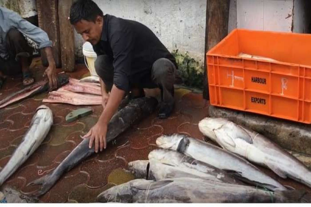 जानें क्या है Tuna Export Scam, जहां मछुआरे लगा रहे हैं सांसद के ...