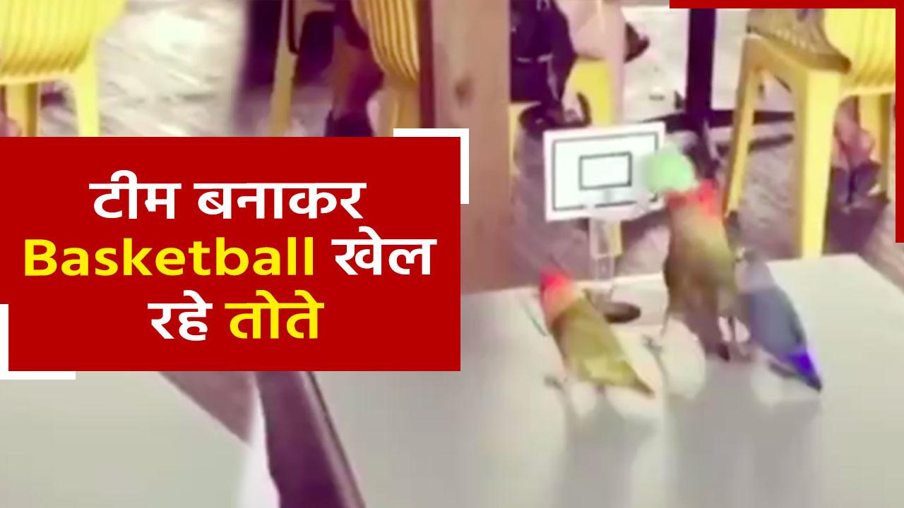 Birds Playing Basketball Video: इन पक्षियों से सीखें कैसे खेलते हैं ...