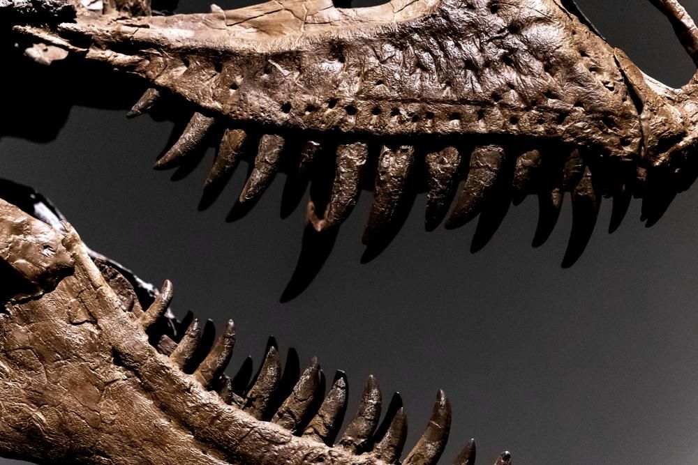 76 Million-Year-Old Skeleton of Gorgosaurus Dinosaur to Be Auctioned in ...