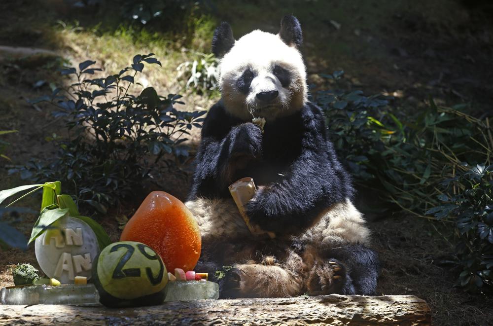 World’s Oldest Male Giant Panda Dies at Age 35 in Hong Kong | See Pics