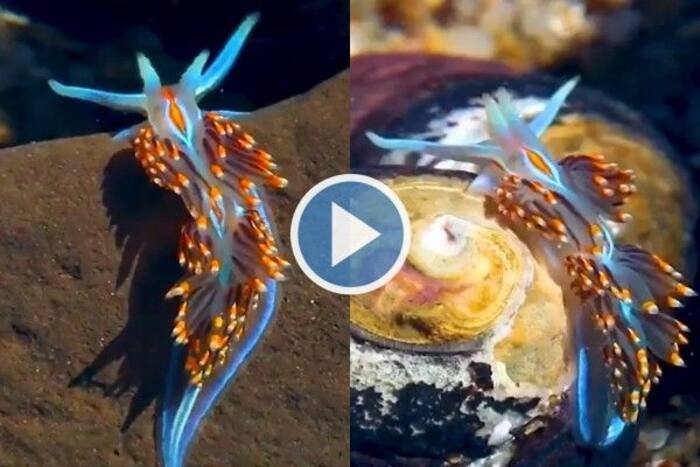 Viral Video Shows Glowing Sea Slug Crawling Underwater, Netizens Call ...