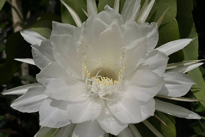 Brahma Kamal The King of Himalayan Flowers Blossoms Once in Year in ...
