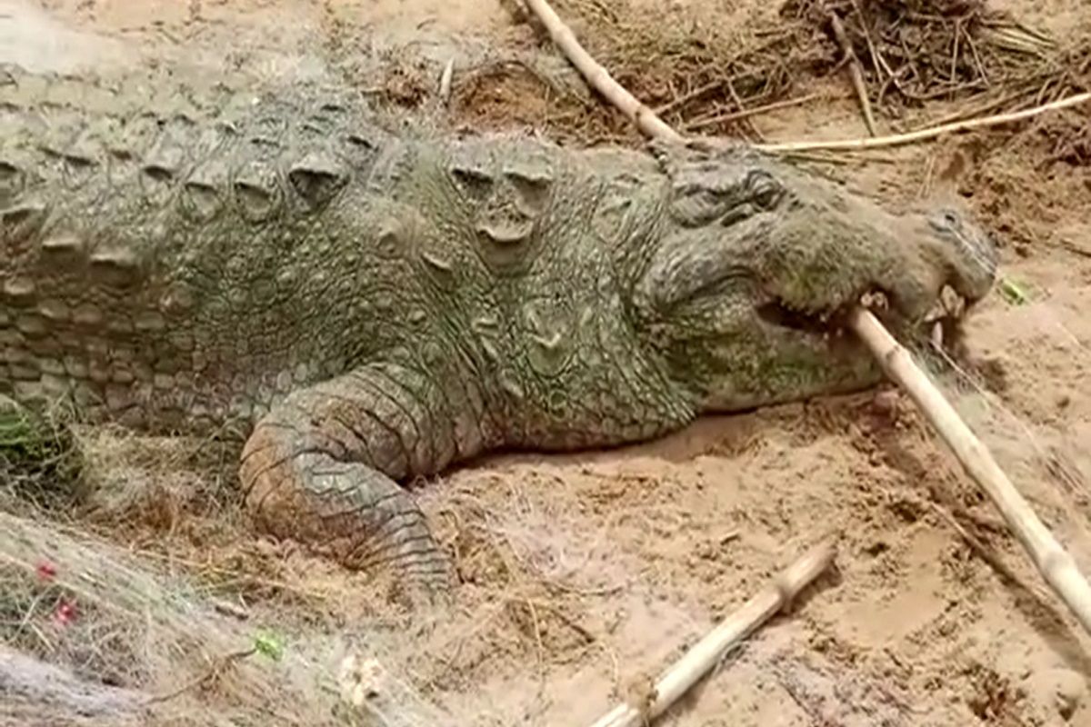 मध्य प्रदेश में दोस्तों के साथ नदी में नहा रहे बच्चे को मगरमच्छ ने ...