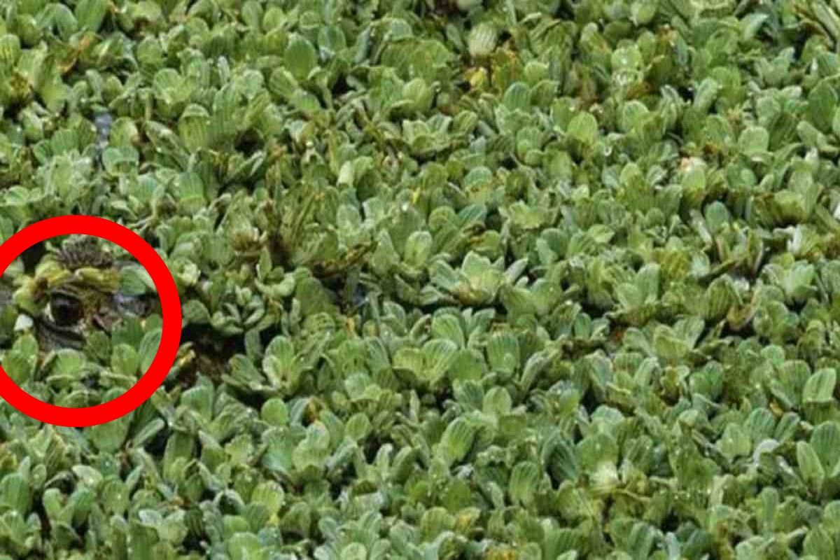 Optical Illusion: नजर के ठीक सामने है मगरमच्छ, मगर क्या 10 सेकंड में ...