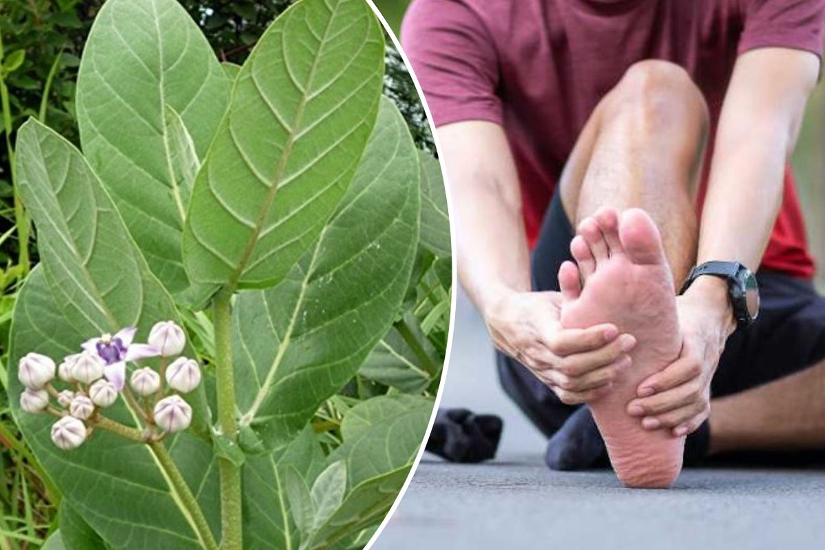 एड़ी का दर्द दूर करेगा ये एक पत्ता, जानें कैसे इस्तेमाल करें ये ...