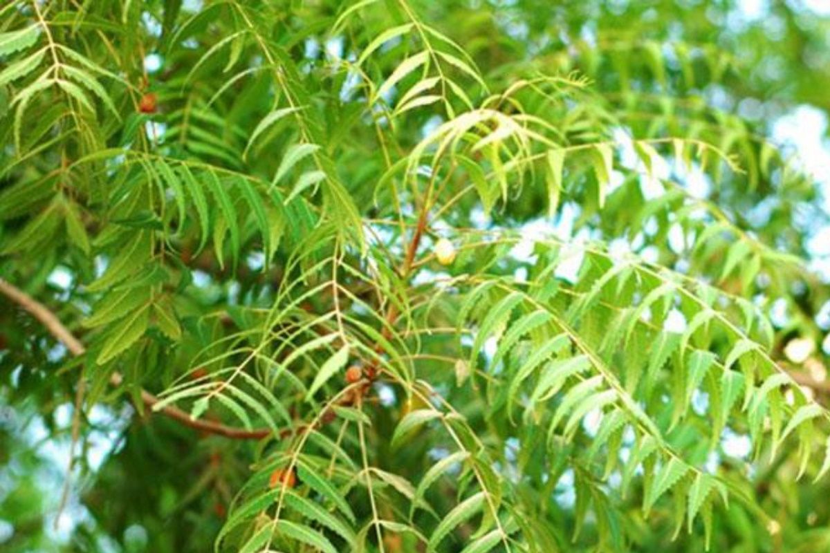 खाली पेट चबाएं ये एक पत्ती, होगा खून साफ और दमकेगा आपका चेहरा