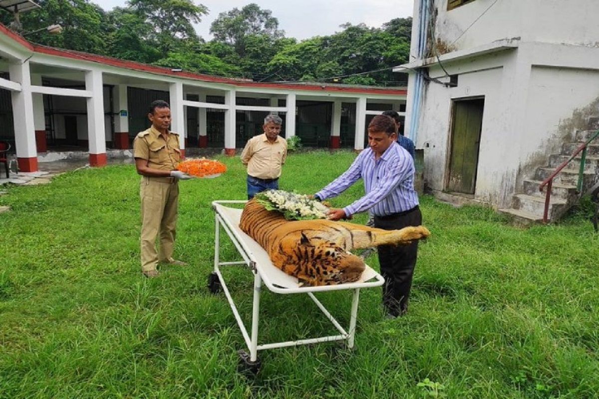Raja Worlds Oldest Living Tiger In Captivity Has Died Aged 25 Tributes ...