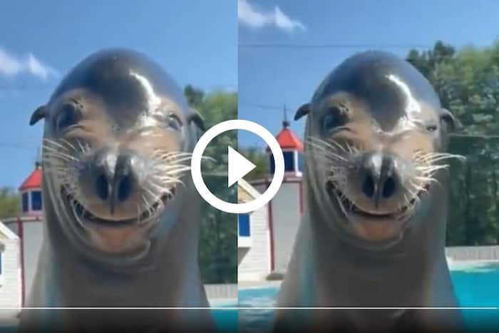 Viral Video: Happy Sea Lion Gives The Most Infectious Smile, Funnily ...