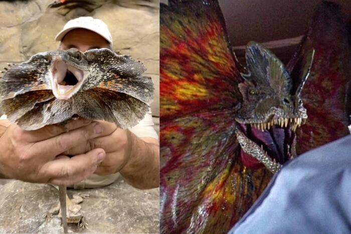 Viral Video: Man Shows Frilled Dragon Lizard, Reminds Netizens of Scary ...