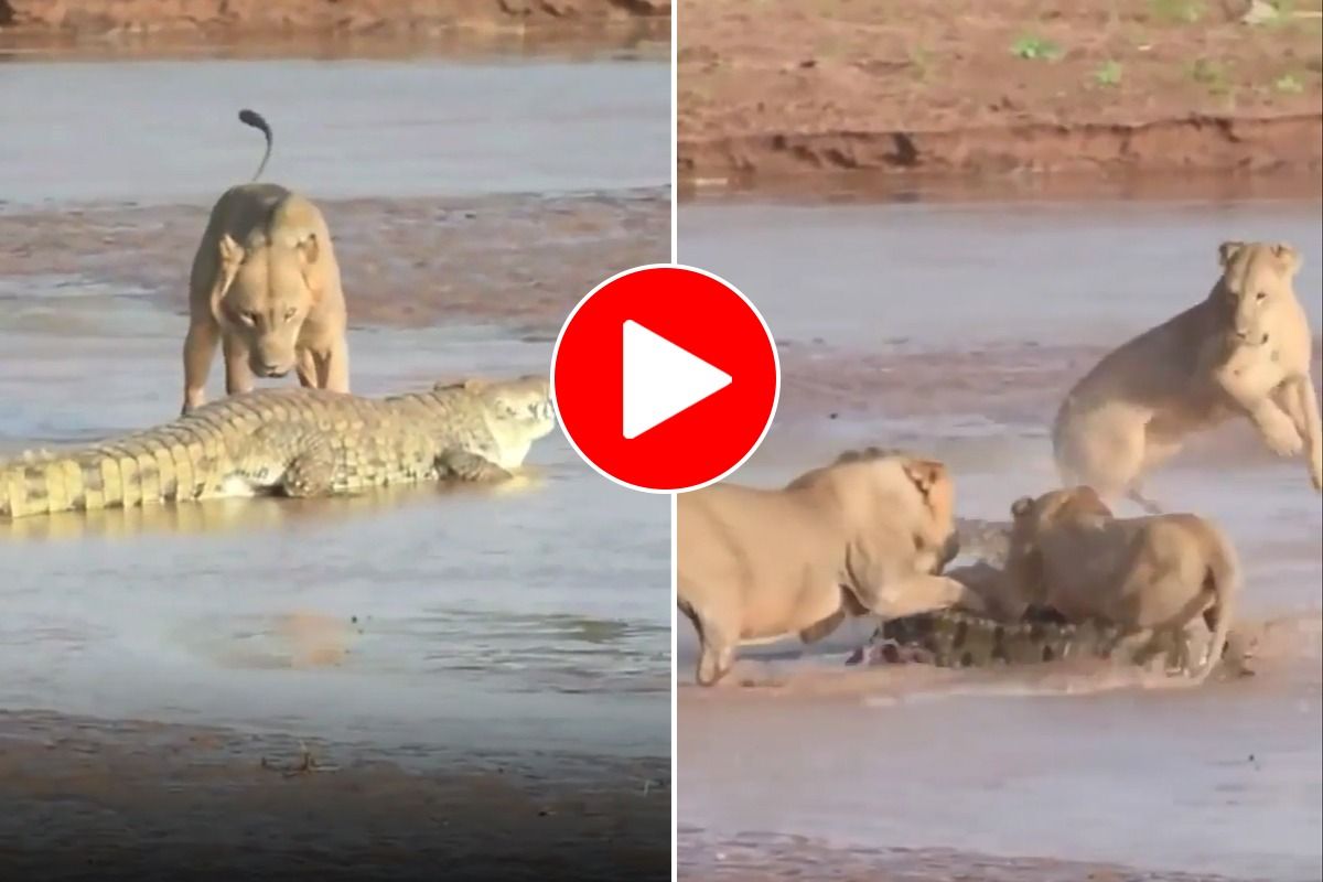 Magarmach Ka Video: प्लान बनाकर शेरों के दल ने मगरमच्छ को घेर लिया, मगर ...