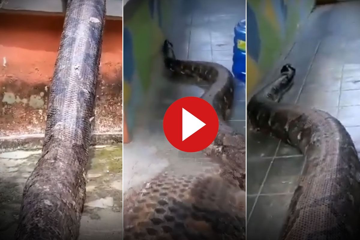Azgar Ka Video: चुपके-चुपके घर में घुस गया विशालकाय अजगर, घरवालों की ...