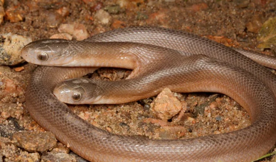 Extremely Rare Two-Headed Snake Found In The Wild in South Africa | See ...