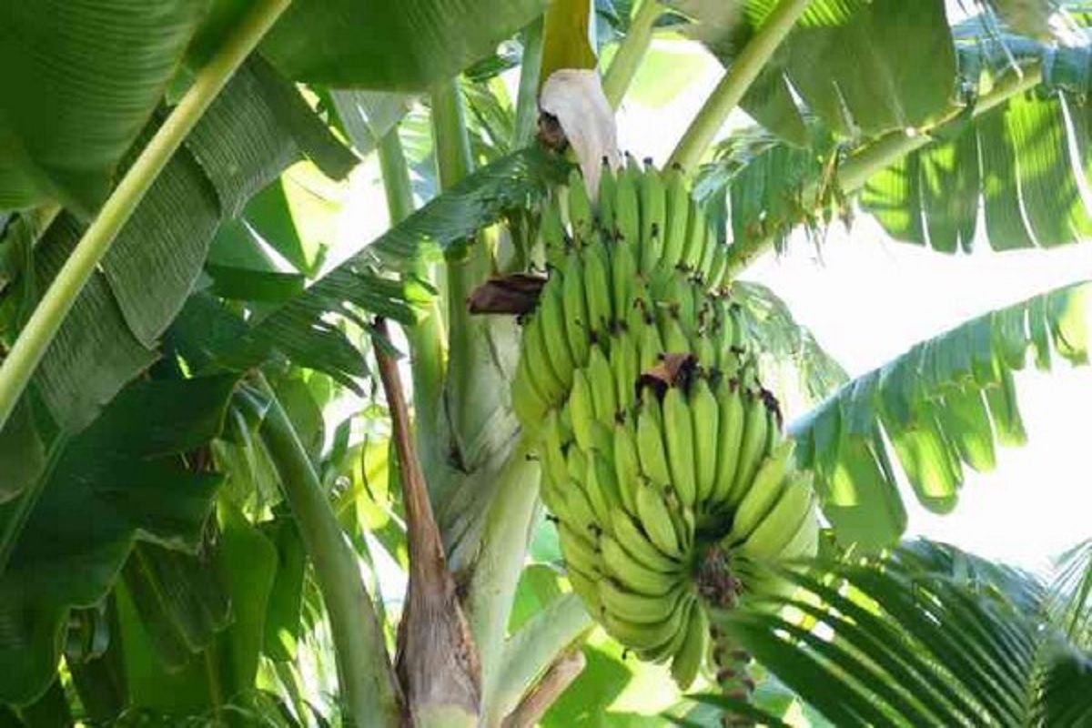वास्तु टिप्स: केले के पेड़ का उपाय रंक को बना सकता है राजा, हर मनोकामना ...
