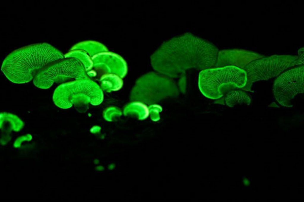 Do You Know About The Glowing Forest In Maharashtra? A Surreal Beauty ...