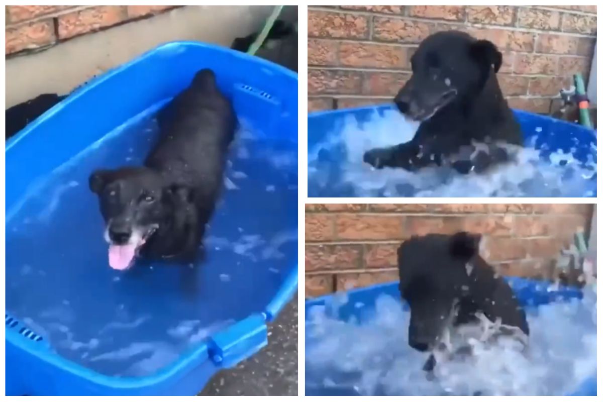 Viral Video: Dog Has Fun Playing With Water, His Funny Bathing Style ...