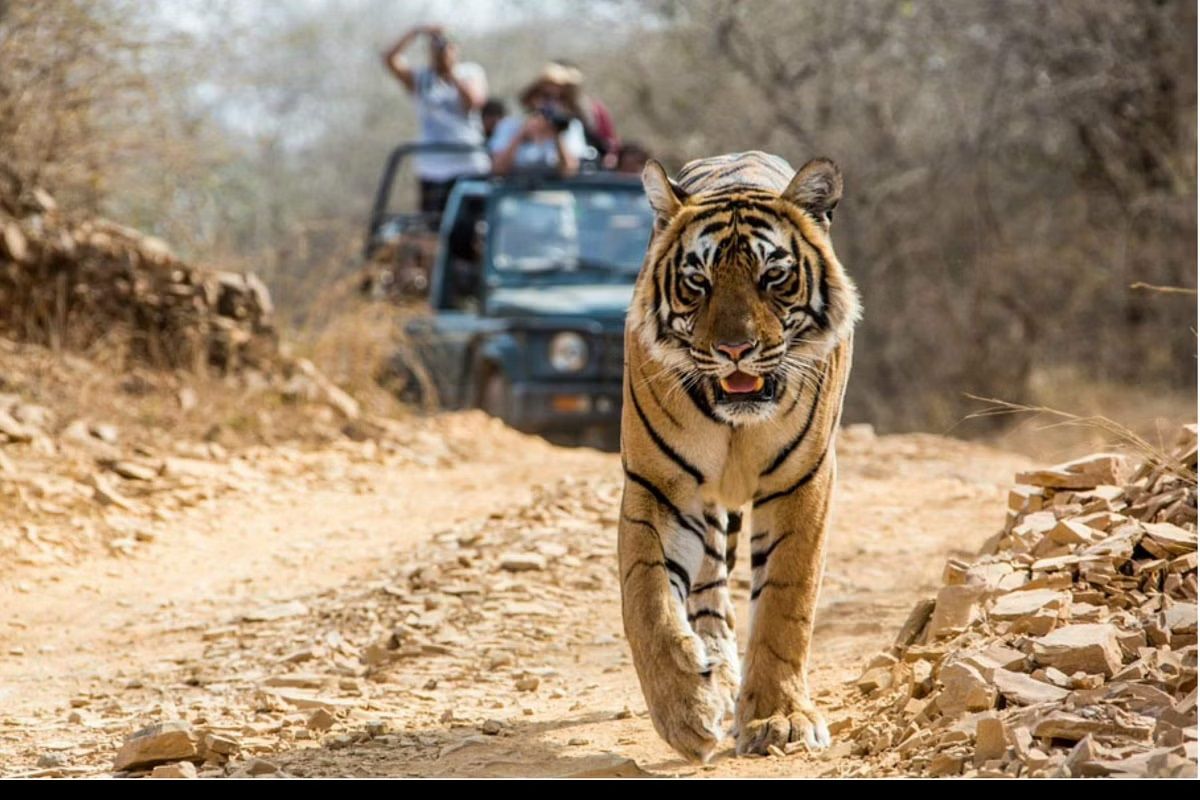 बहुत हो गया हिल स्टेशन इस बार घूमिये ये 2 जंगल, लीजिए जीप सफारी का मजा ...