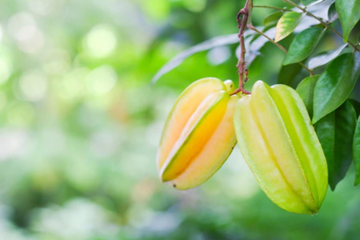 Star Fruit Benefits: कमरख या स्टार फ्रूट इन बीमारियों में बेहद फायदेमंद ...