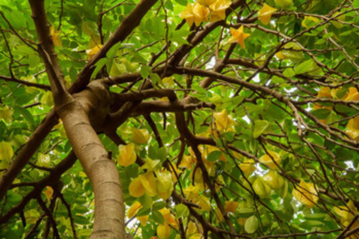 Star Fruit Benefits: कमरख या स्टार फ्रूट इन बीमारियों में बेहद फायदेमंद ...