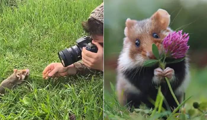 Viral Video: This Wild Hamster Posing For Photos With Flower is The ...