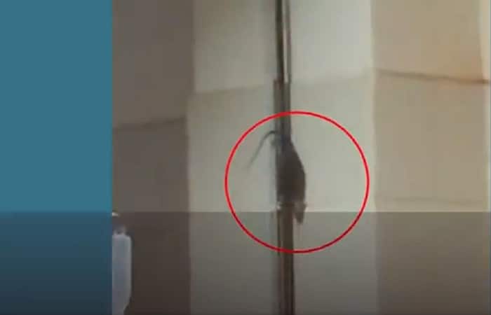 Rat Chews Patients Drip, Drinks Glucose From It At Chhattisgarh Govt ...