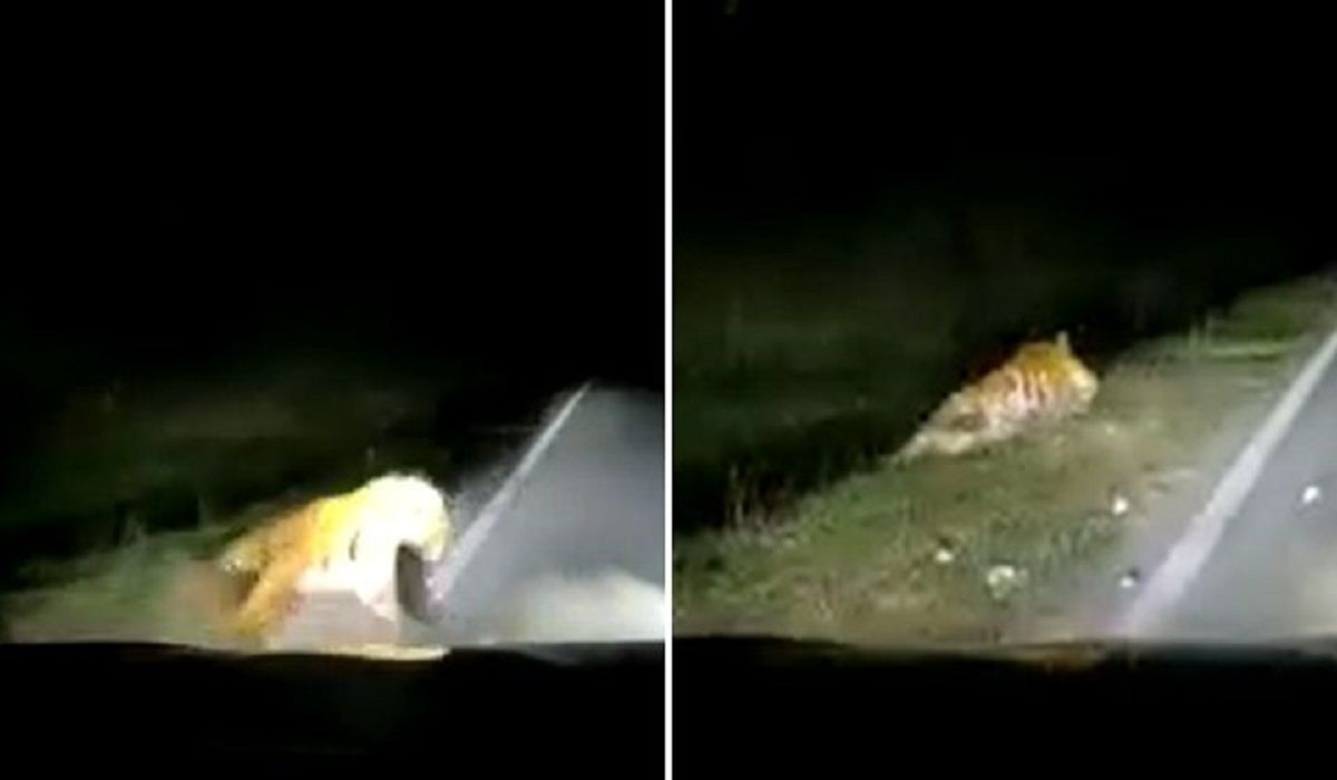 Viral Video: Tiger Running Across Highway Gets Hit Hard By Vehicle in ...