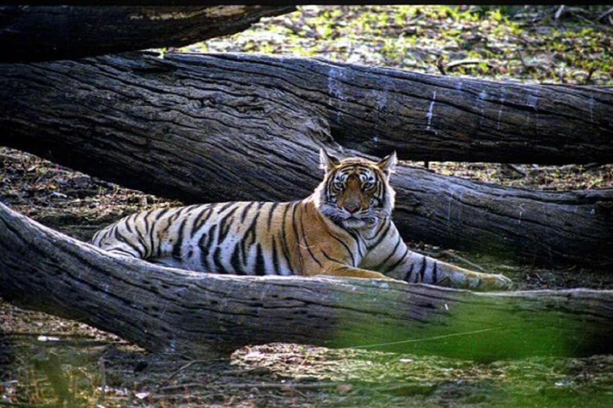What Is Wild Life Protection Amendment Bill Passed By Lok Sabha What Is Wild Life Protection Amendment Bill Passed By Lok Sabha