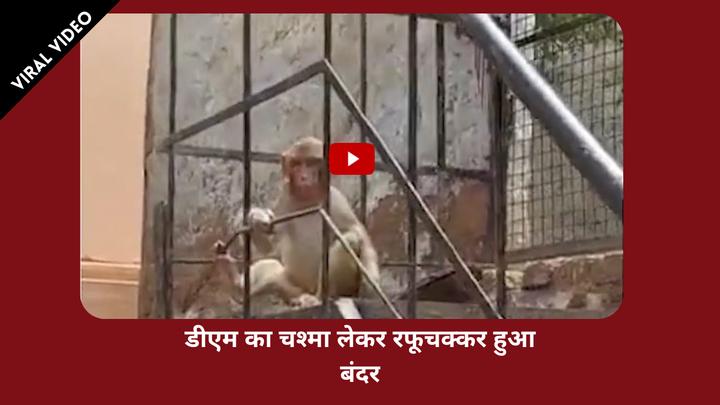 मथुरा में बंदर ने छीना डीएम का चश्मा, वापस लाने के लिए जिलाधिकारी को ...