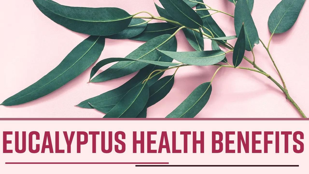 Eucalyptus Health Benefits: From Skincare To Digestive Care, This Plant Is Miraculous | Watch Video