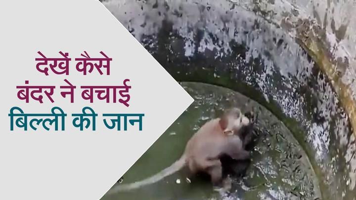 Bandar And Billi Ka Video: बंदर की मानवता का देखकर पसीज जाएगा आपका दिल ...