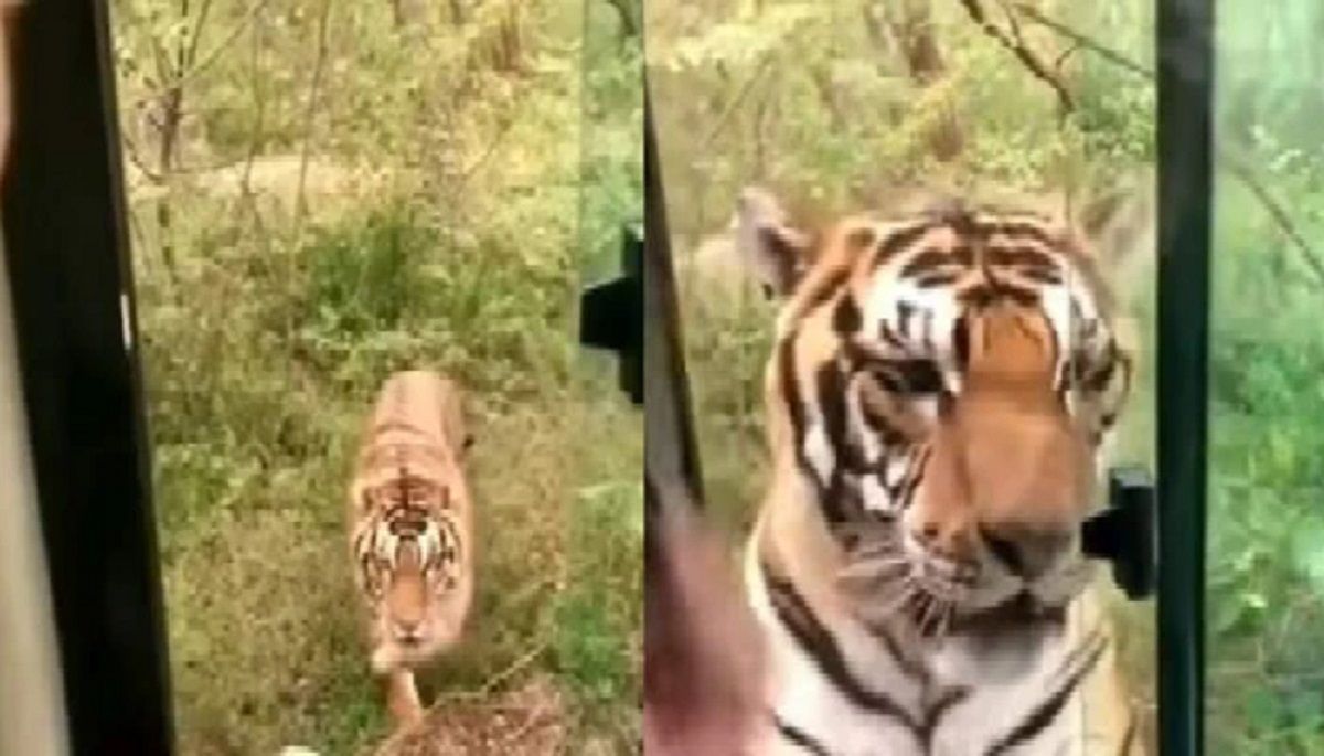 Viral Video: Man Opens Bus Window To Feed Tiger, Watch What Happens Next