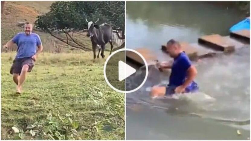 Viral Video: Angry Cows Run After Man, He Slips And Falls In Water ...