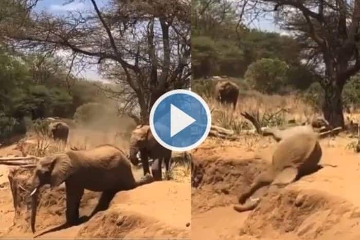 Viral Video: Mama Elephant Shows Baby Elephant How to Climb Down Slope ...