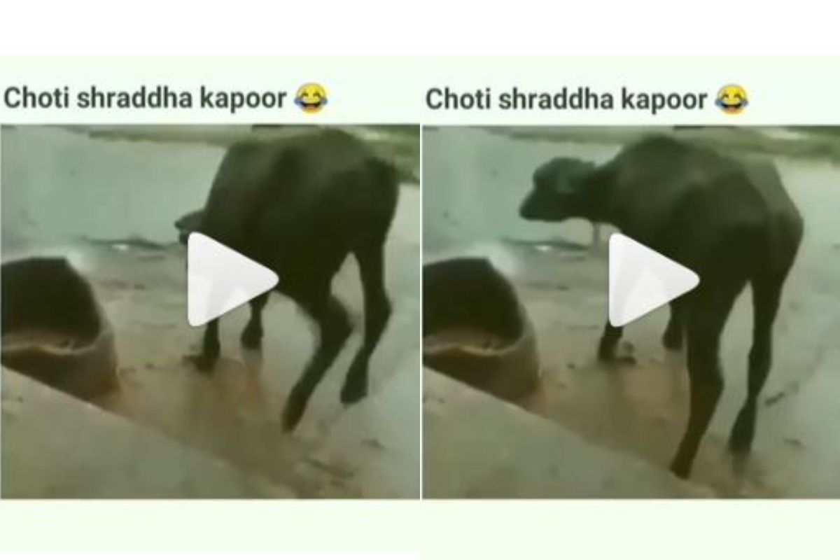 Viral Video: Buffalo Dances In Rain To Cham Cham Cham Song, Internet ...
