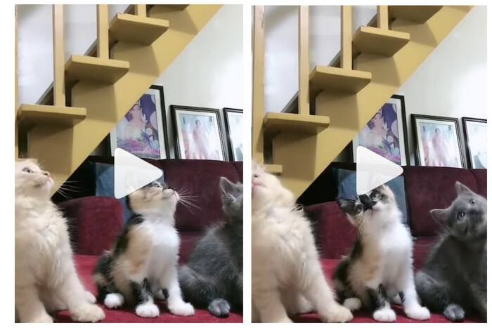 Viral Video: Adorable Kittens Groove to Charlie Puths Song In Perfect ...