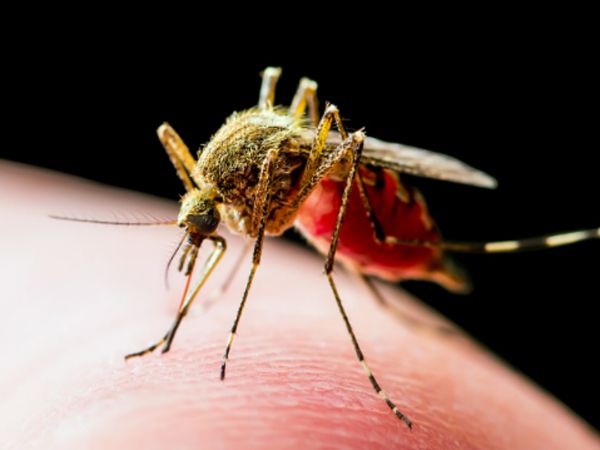 What is Chikungunya Its Symptoms And Causes All You Need to Know About ...