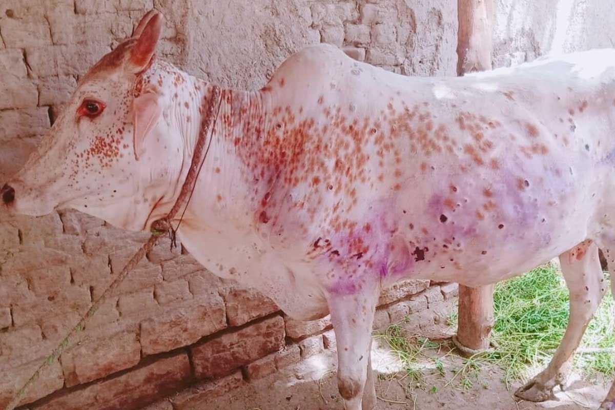 Lumpy Virus: दुधारू पशुओं के लिए काल बन गया है लंपी स्किन रोग, बीमारी ...