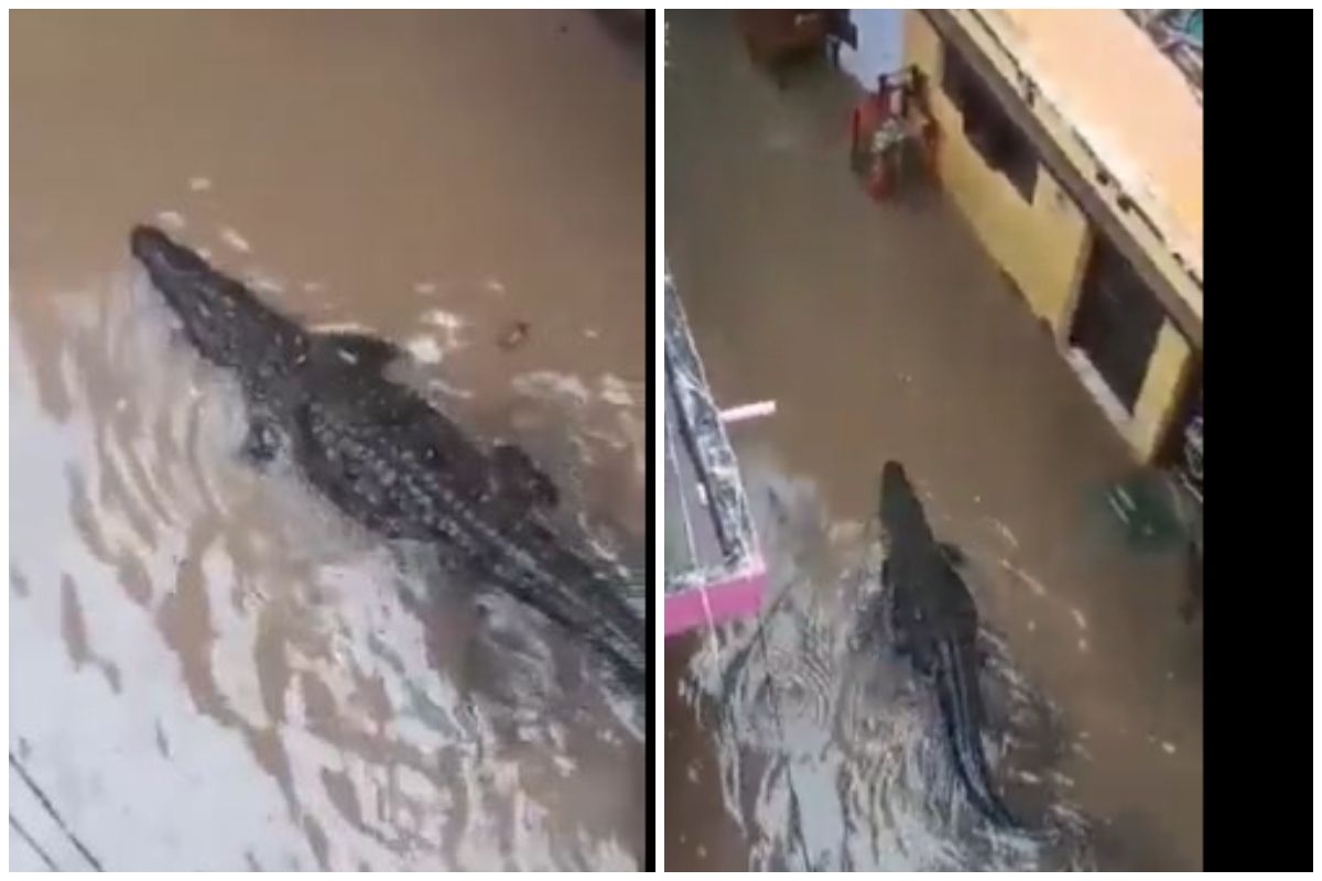 Magarmach Ka Video: भारी बारिश के बाद रिहायशी इलाके में घुस गया आठ फुट ...