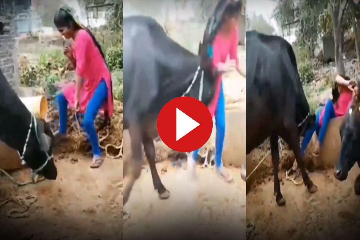 Viral Video: Girl Dances In Front Of Buffalo As It Eats, Gets Pushed ...