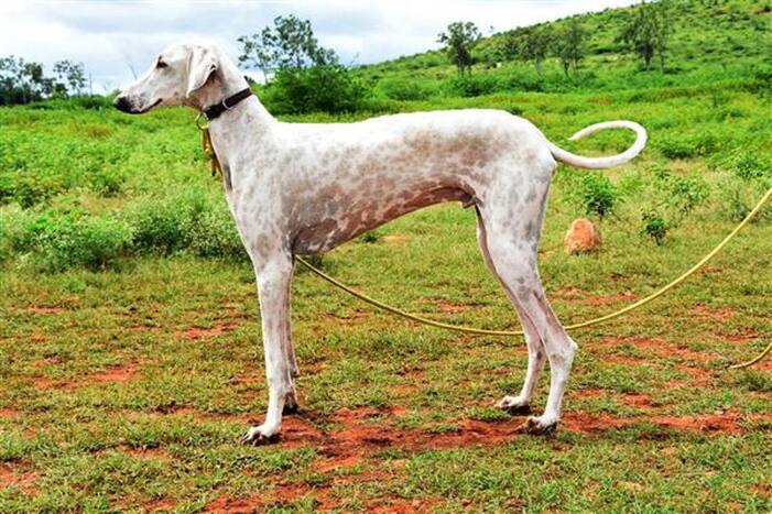 Explained Mudhol Hounds Sharp Sighted agile Desi Dog Breed Who Joined ...