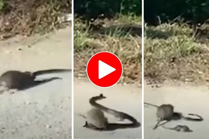 Viral Video: Rat Saves Its Baby From King Cobra, Then Teaches The Snake ...