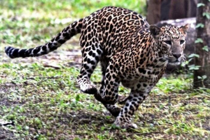 Tendua Ka Hamla: चाय बागान में तेंदुए ने बच्ची पर कर दिया अटैक, स्थानीय ...