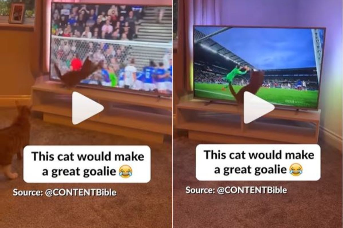 Viral Video: Kitten Acts Like Goalkeeper During Football Match on TV ...