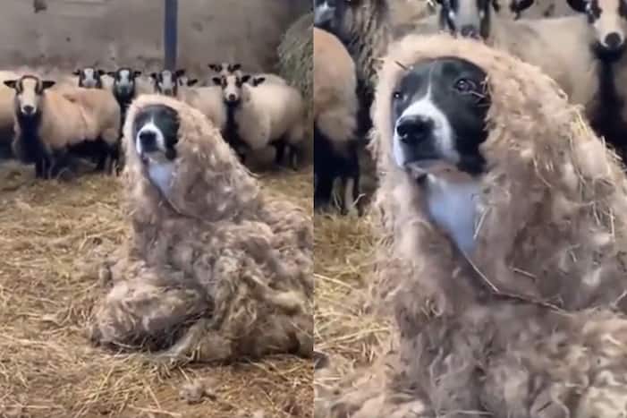 Farm Dog Turns Into Sheep To Keep Eye on Herd, Viral Video Will Make ...