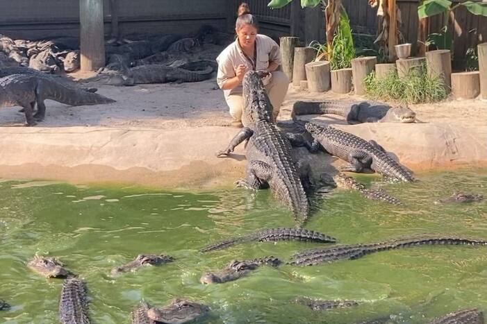 Viral Video: Fearless Woman Feeds Dozens of Alligators With Bare Hands ...