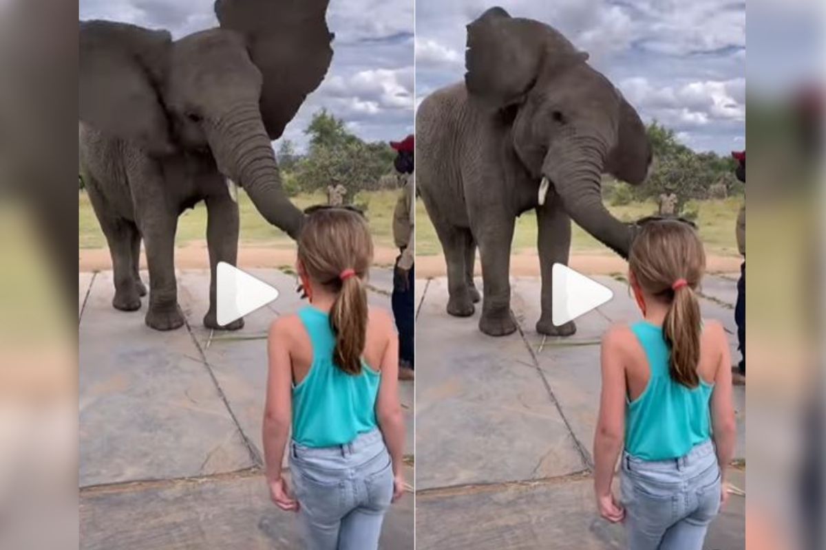 Elephant Mimics Dancing Girl by Wiggling His Ears, Viral Video Wins ...