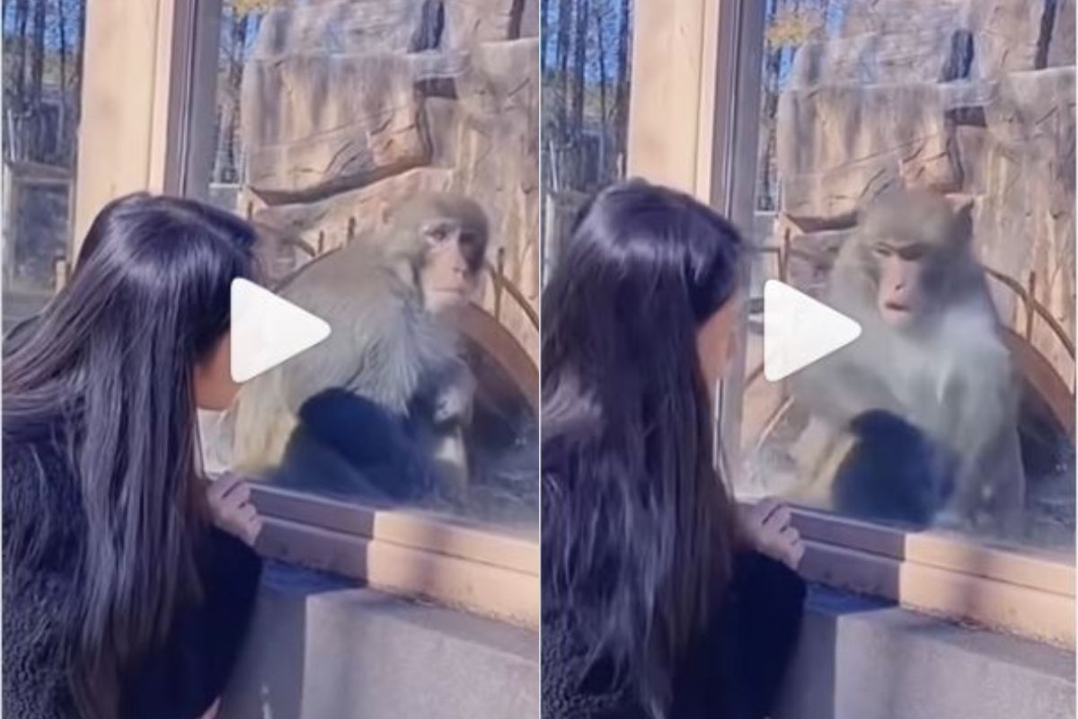 Viral Video: Girl Scares Monkey With Her Face, Can