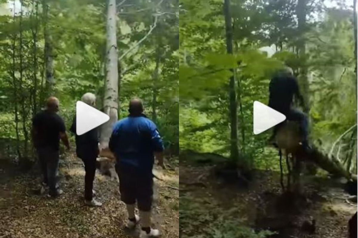 Viral Video: Man Cuts Down Tree In Forest, Gets Instant Karma From ...